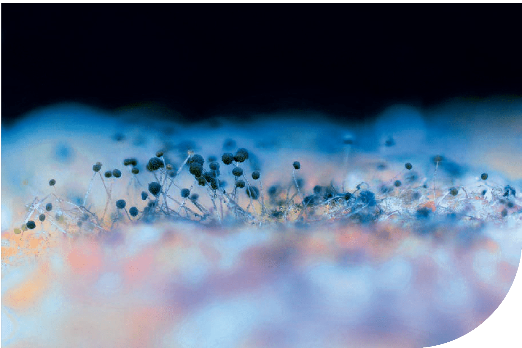 IUMS 2024: International Microbiological Societies Congress