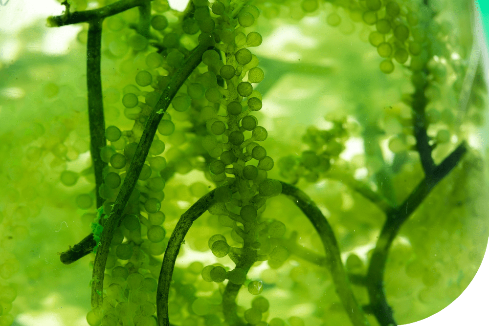 IUMS 2024: International Microbiological Societies Congress